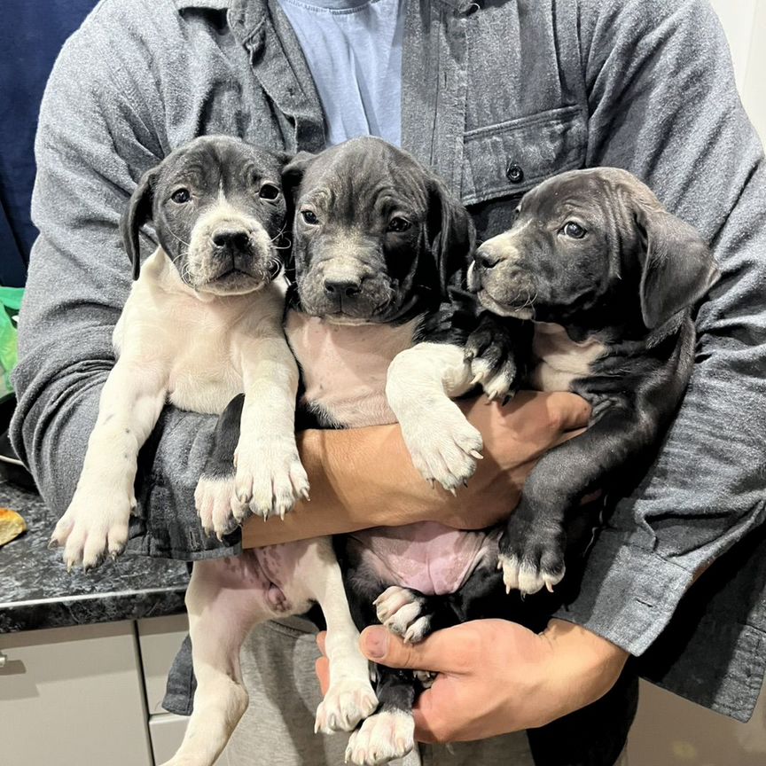 Щенки Питбуля