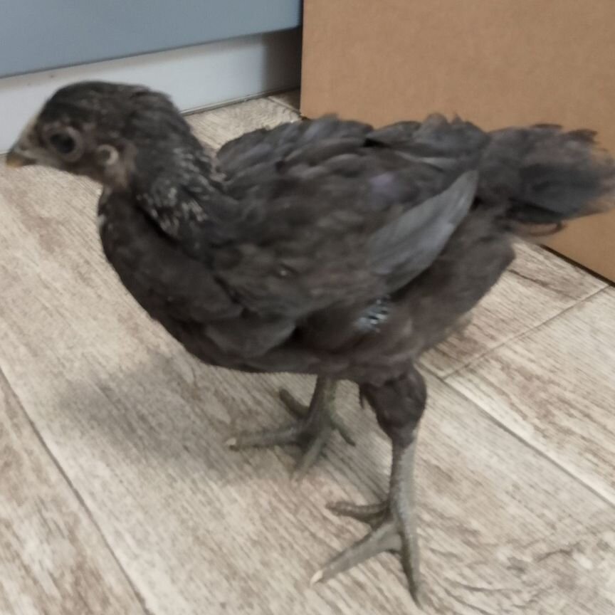 Цыплята ухейилюй