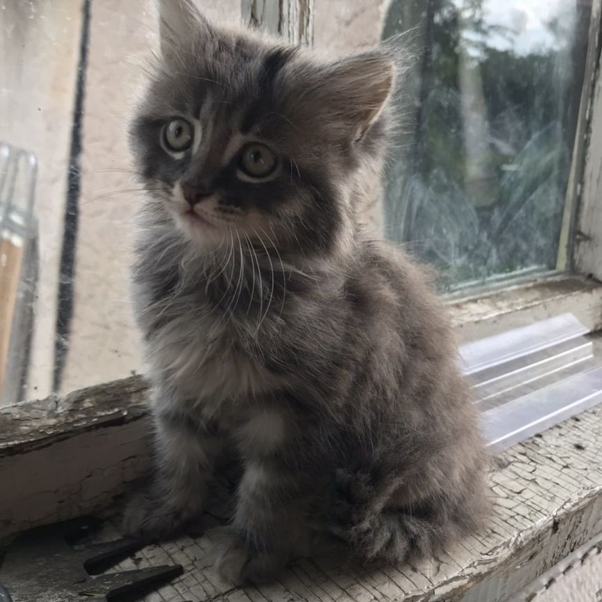 Котёнок в добрые руки