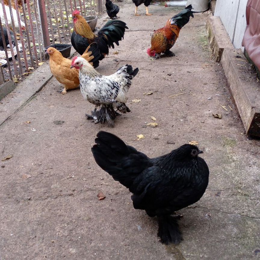 Декоративные петушки и курочки