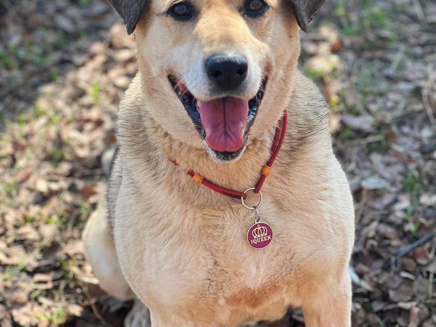 Собака Дора ищет семью