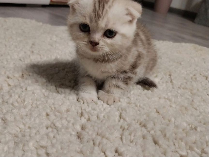 Шотландские котята