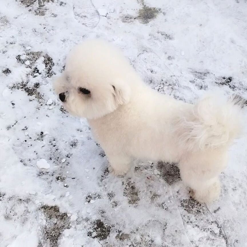 Беляночка бишон