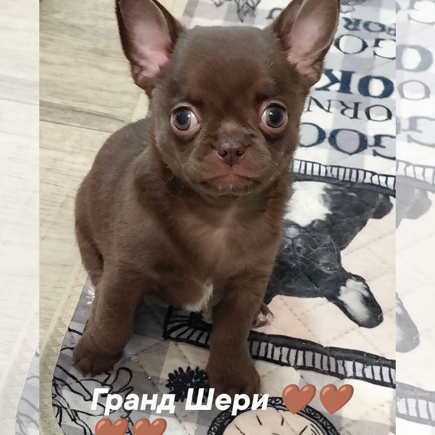 Чихуахуа, щенок