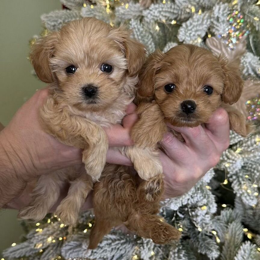 Мальтипу, щенок