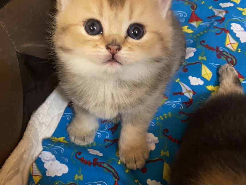 Британская золотая шиншилла