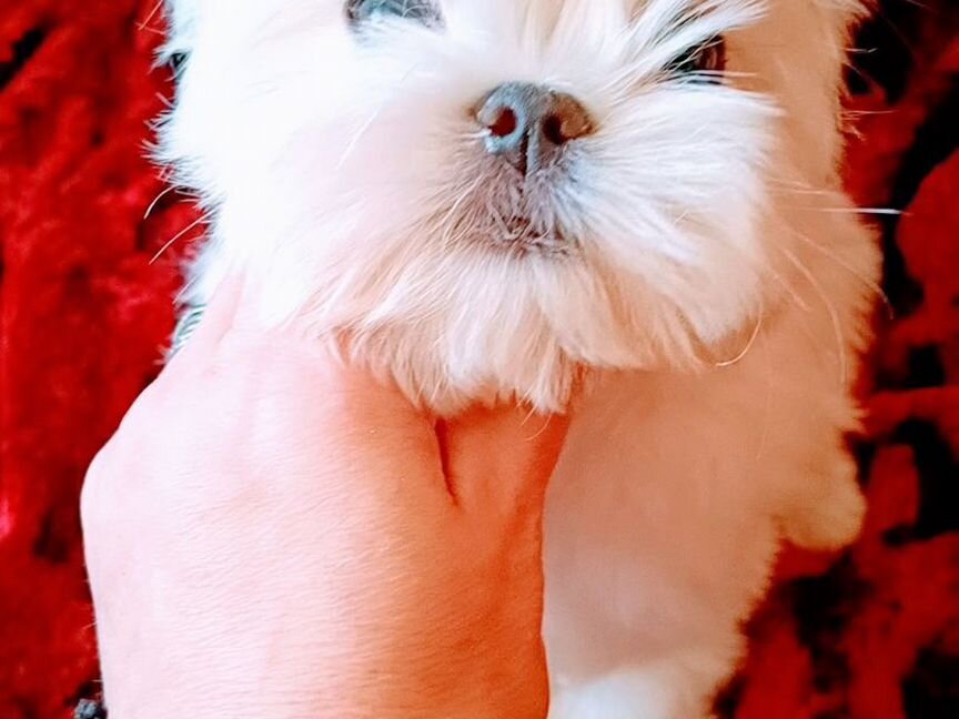 Красивые щенки мальтезе.Мальтийская болонка РКФ