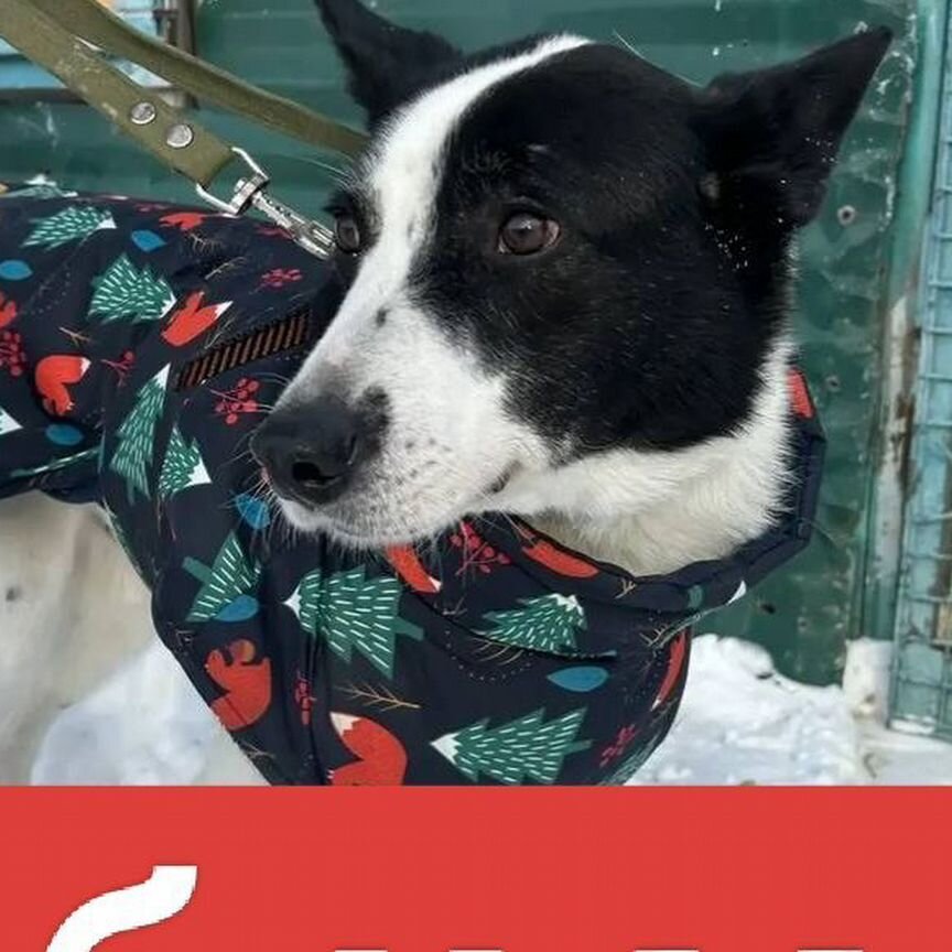 Взрослый пёс в добрые руки