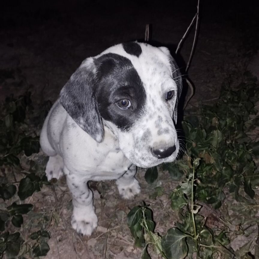 Помесь далматина