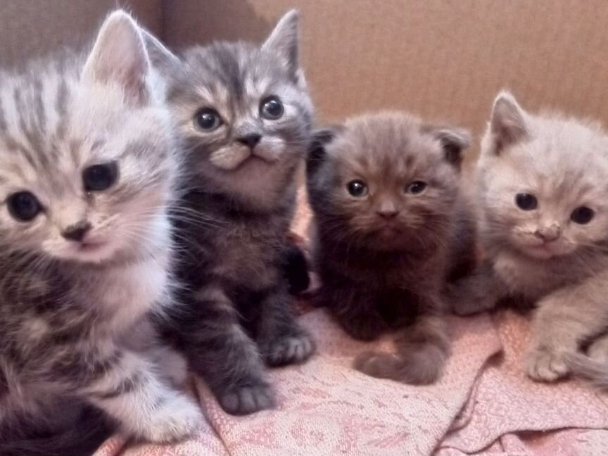 Шотландские котята