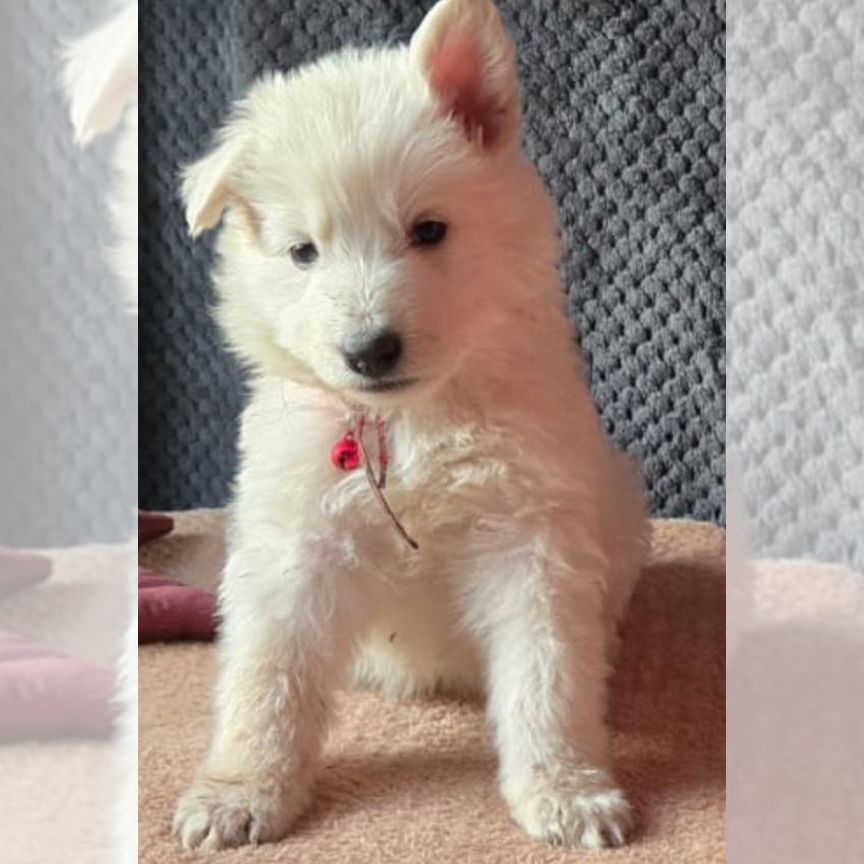 Белая швейцарская овчарка, щенок