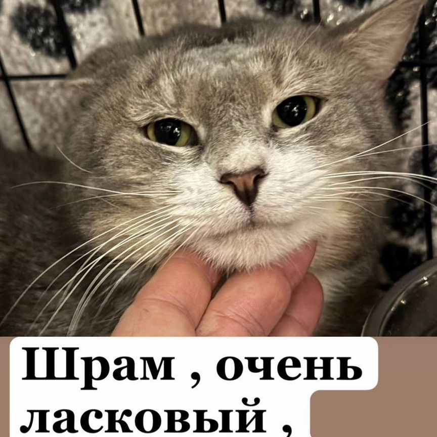 Взрослый кот в добрые руки