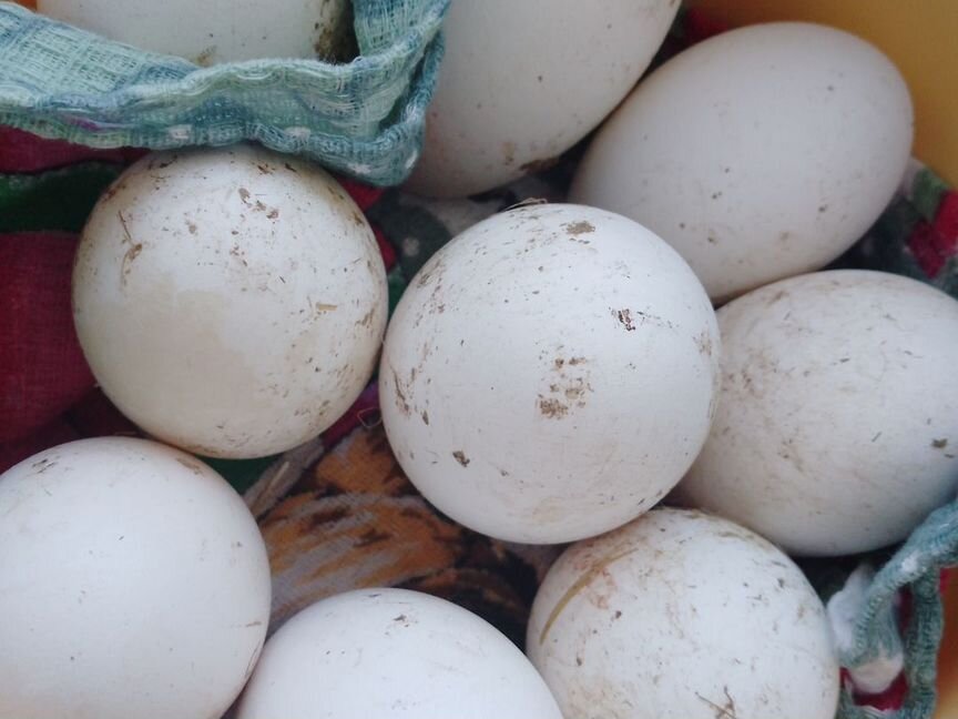 Яйца гусиные для инкубации