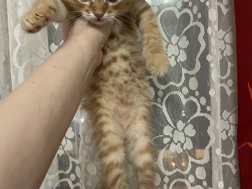 Рыжий котенок и вислоухий