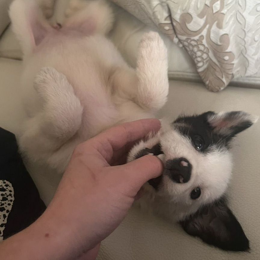 Щенок в добрые руки