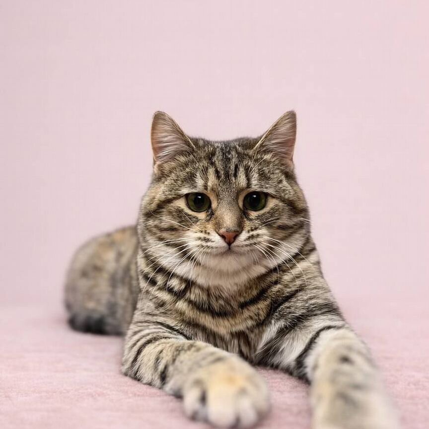 Британский короткошёрстный котёнок