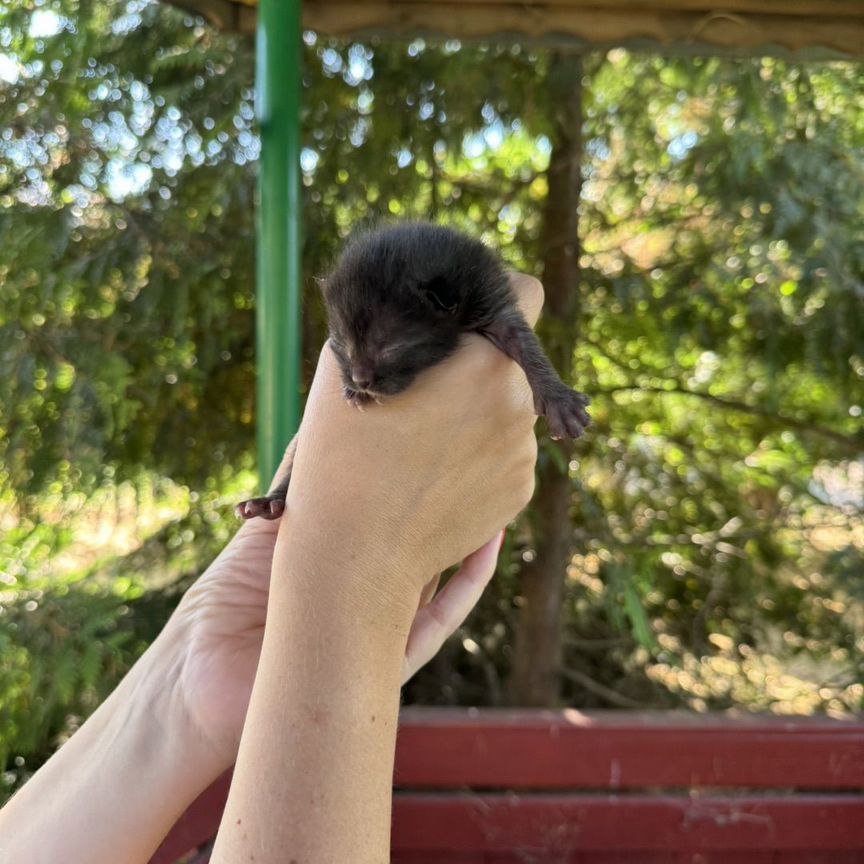 Котенок шоколадный