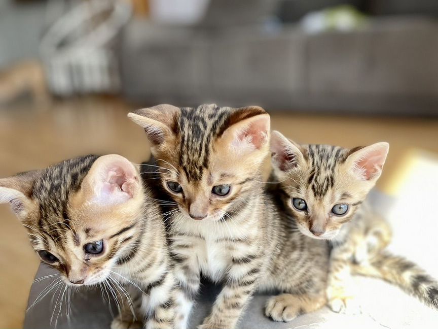 Бенгальские котята