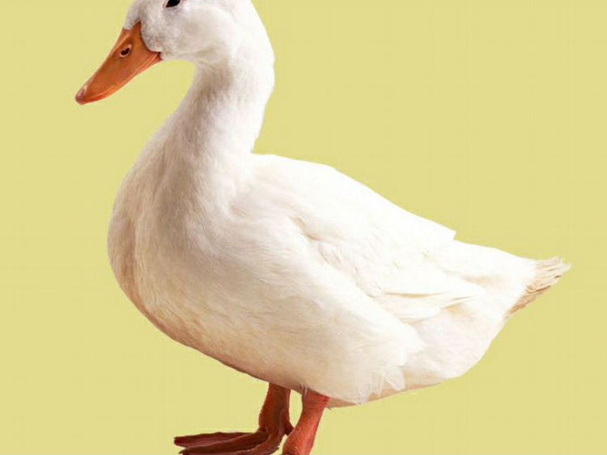 Утки черри Велли