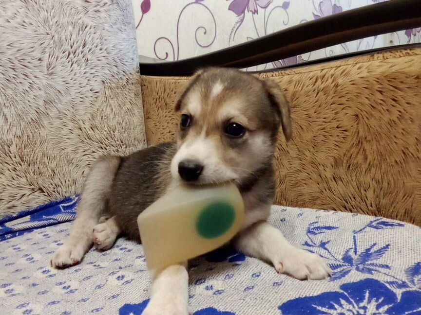 Бигль