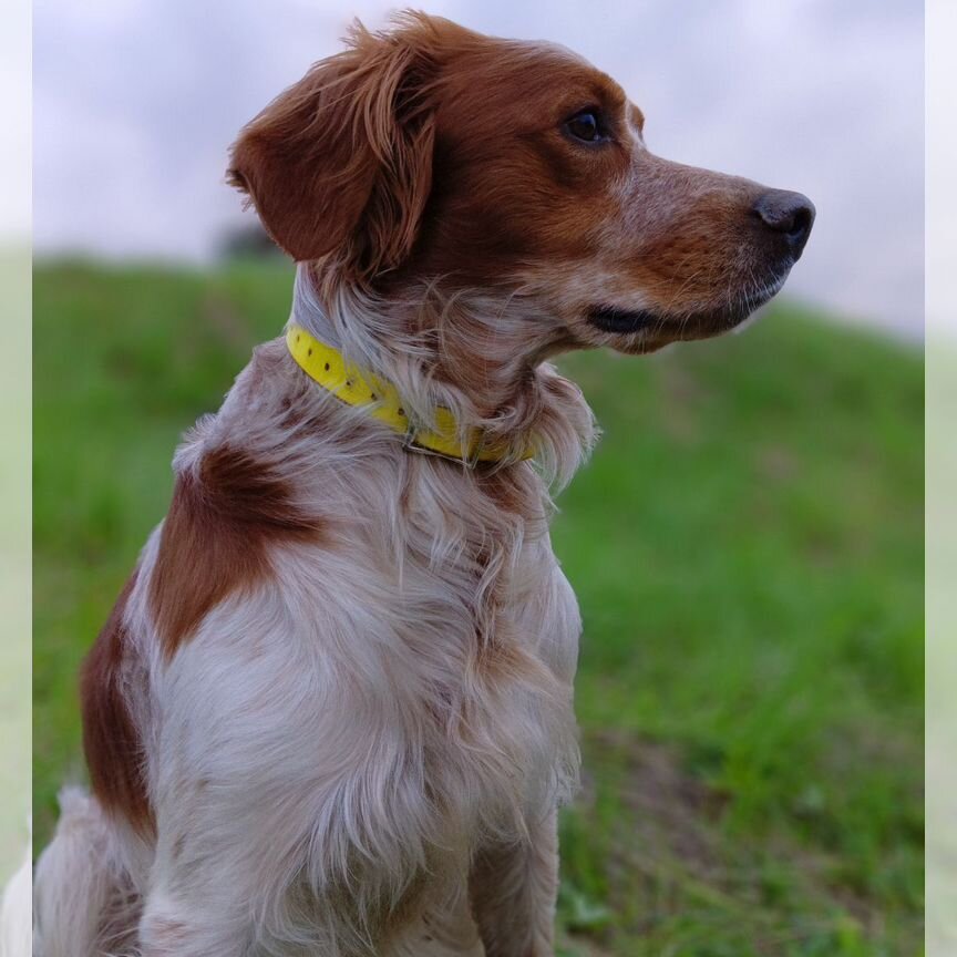 Бретонский эпаньол, взрослая собака