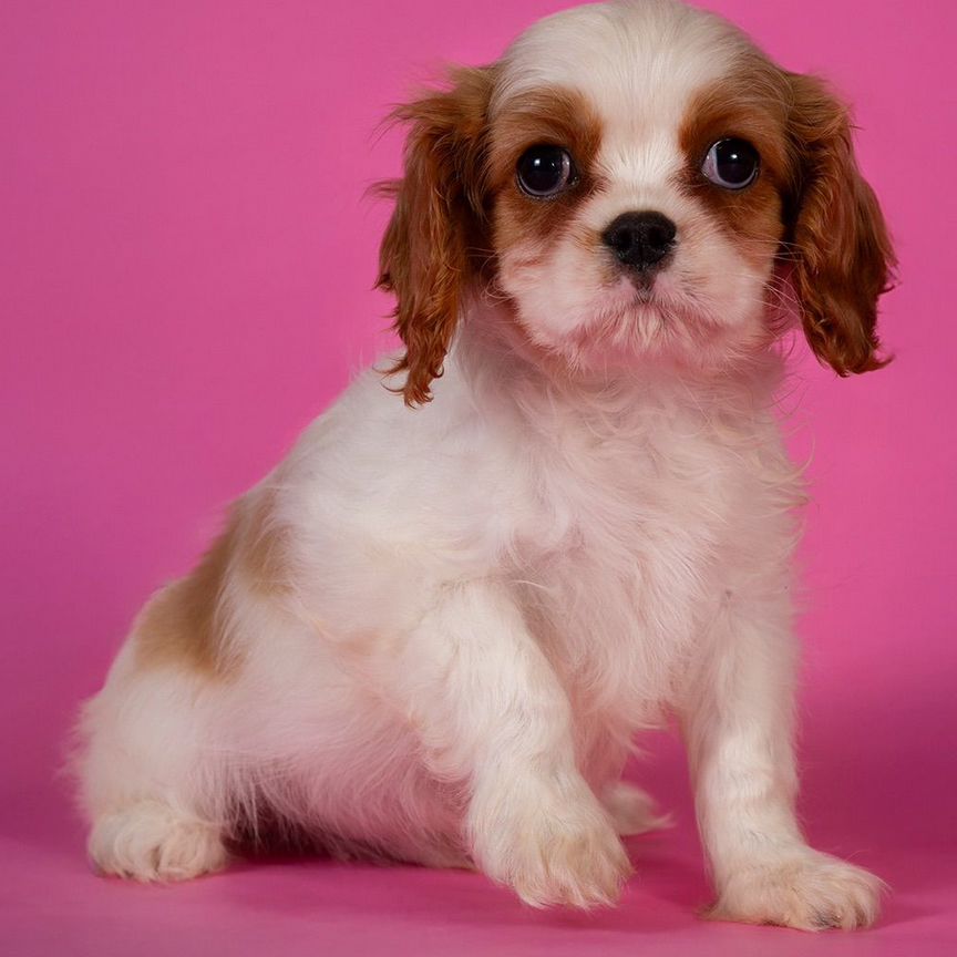 Кавалер кинг-чарльз-спаниель, щенок