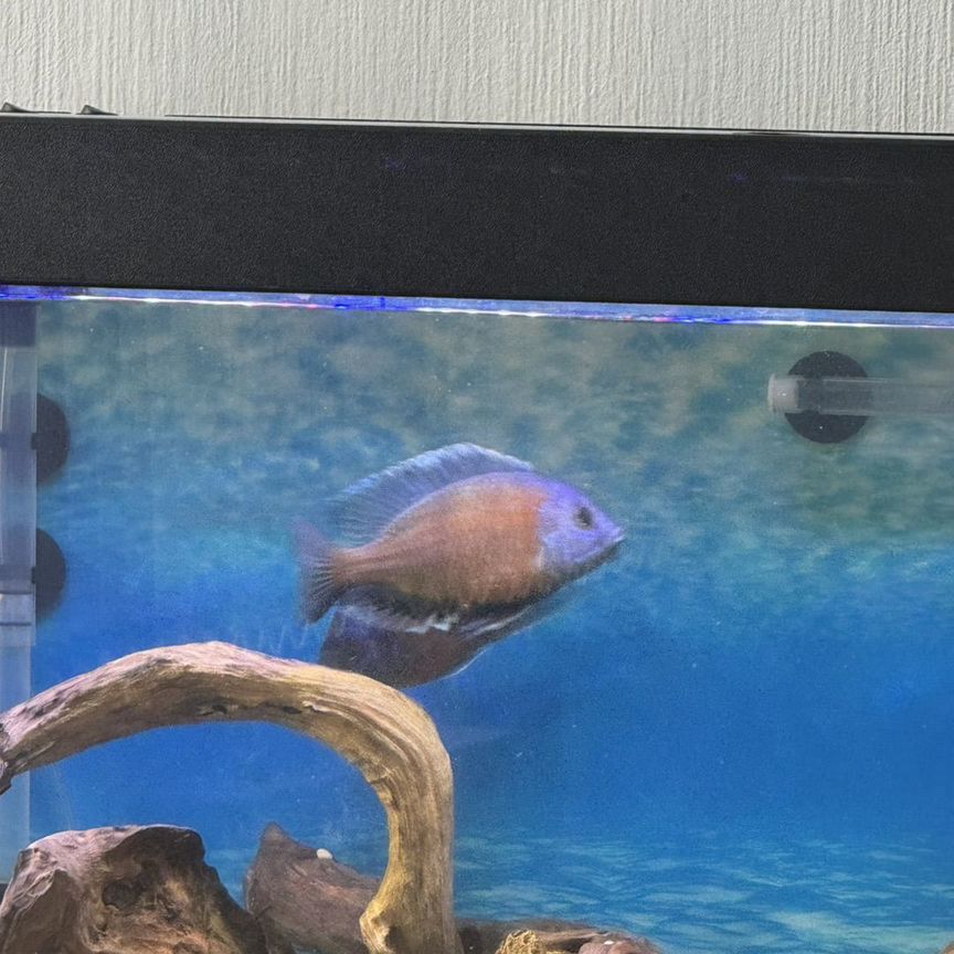 Кападихромис каданго