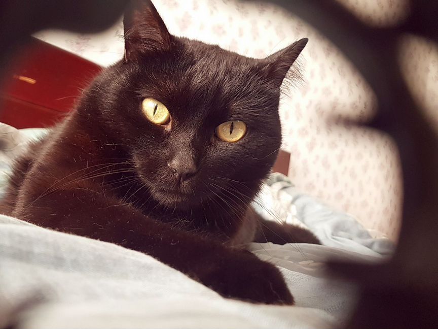 Кот Василий Сергеевич