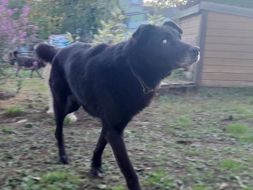 Слепому песику нужна передержка