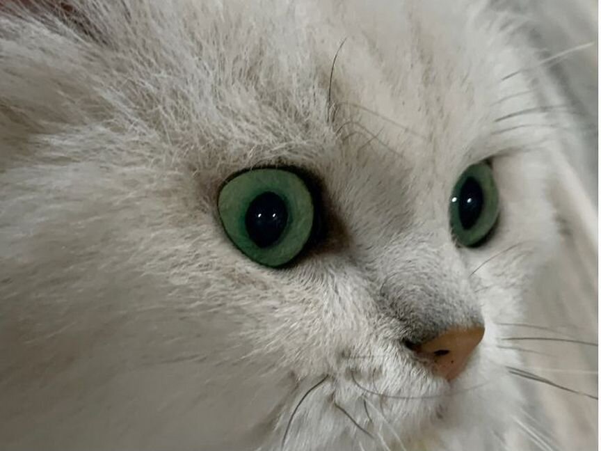 Кот шиншилла