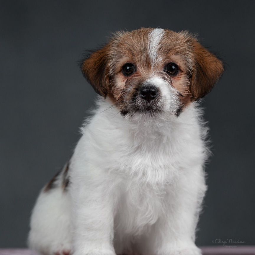 Джек рассел терьер