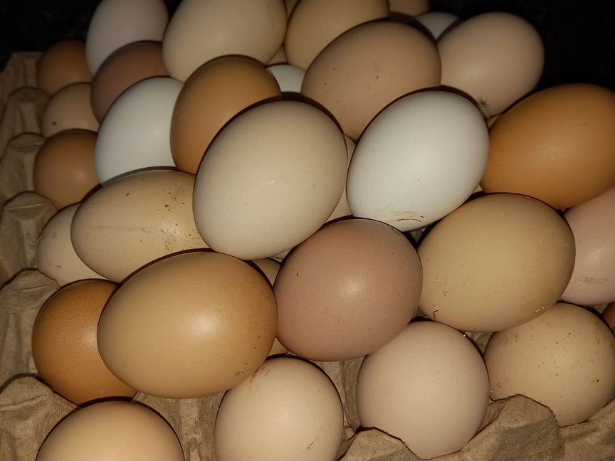 Домашние куриные яйца