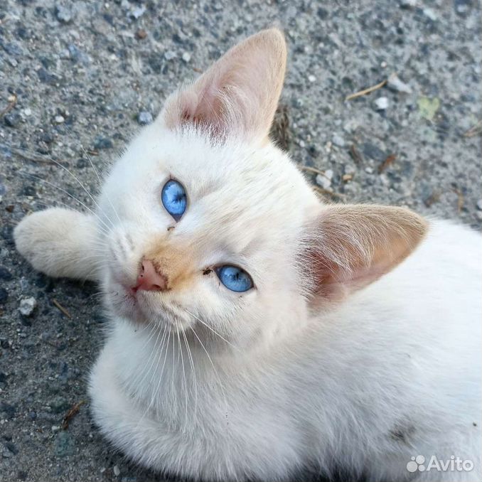 2 котенка очень добрые