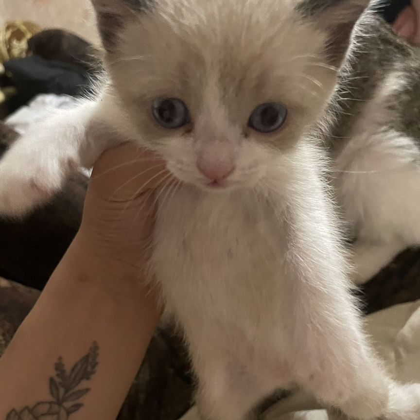 Котёнок в добрые руки