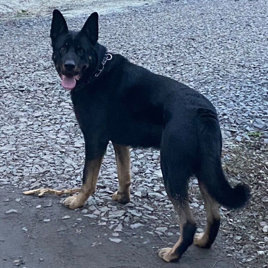 Кабель немецкая овчарка вязка