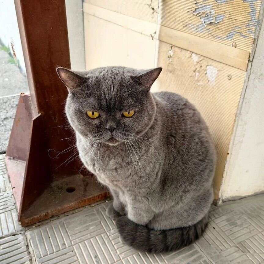 Рюша.7 кг счастья