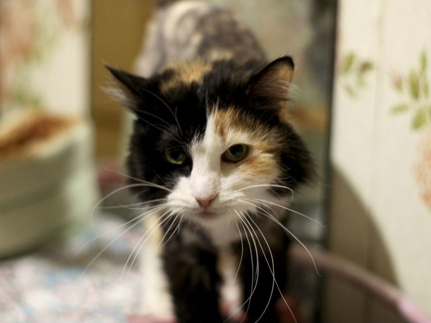 Кошка Марго из приюта бесплатно