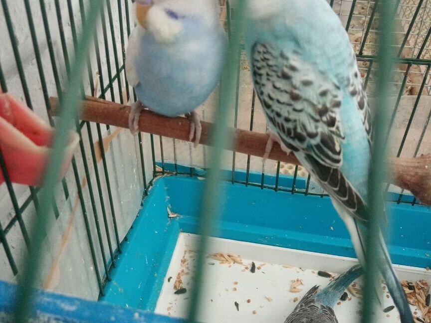 Волнистый попугай