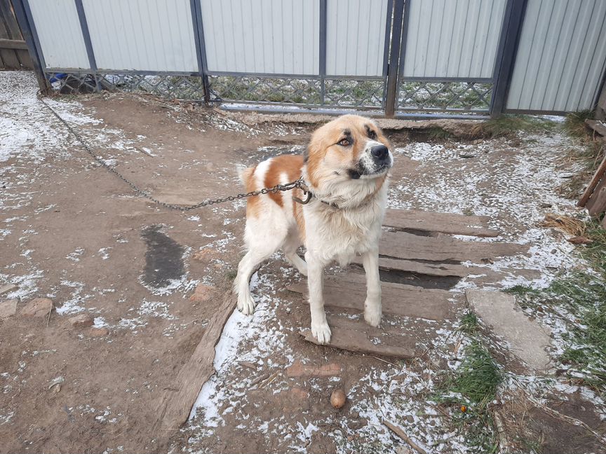 Собака в добрые руки отдам бесплатно