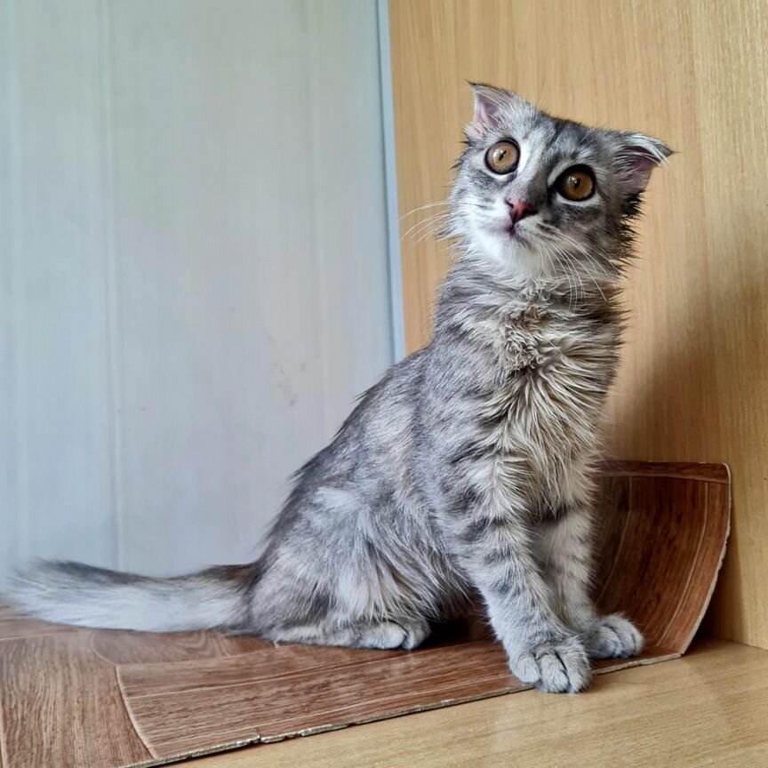 Шотландская принцесса