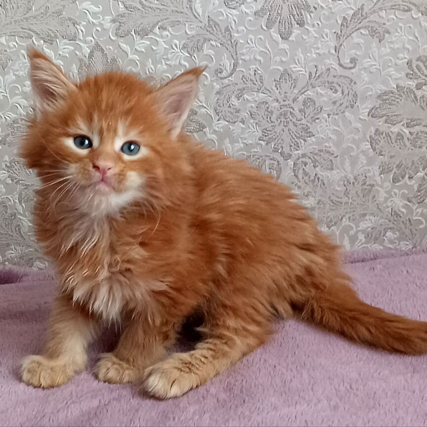 Кот Мейн Кун яркий рыжик