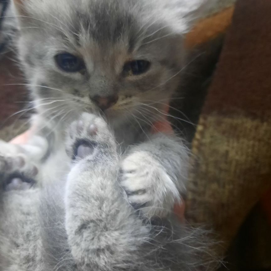 Котенок бесплатно