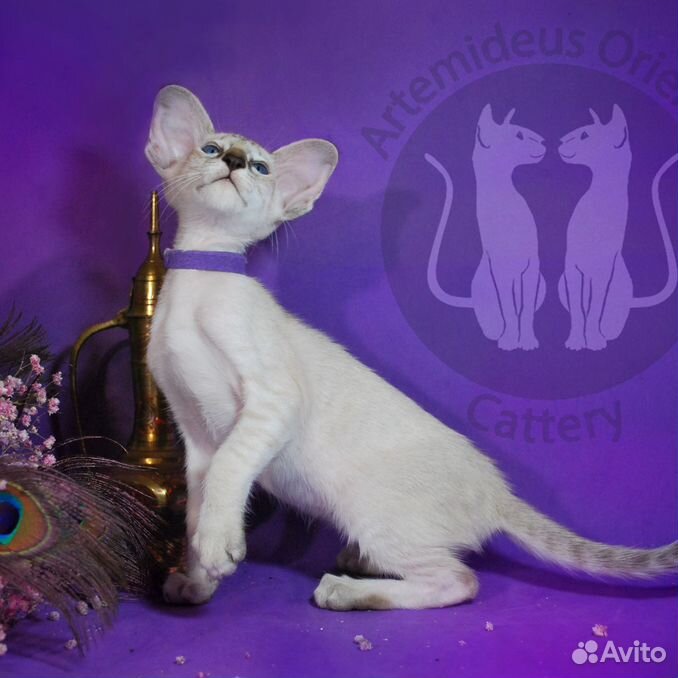 Ориентальная Сиамская котенок экстремальный тип