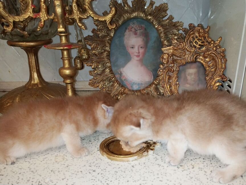 Королевские котята