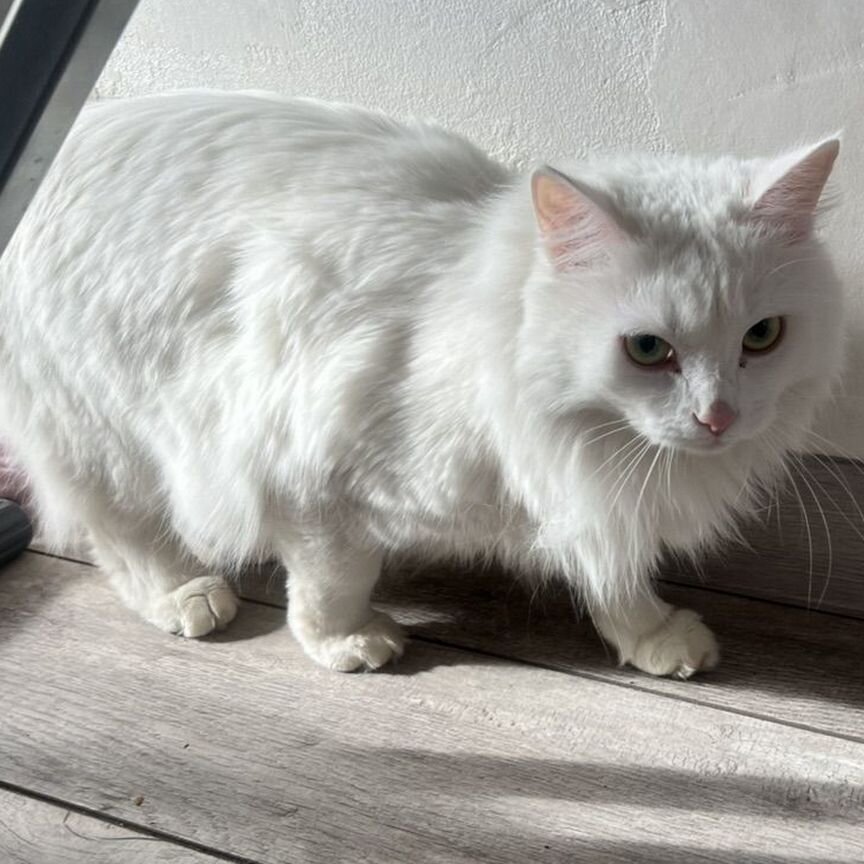 Турецкая ангора, взрослая кошка