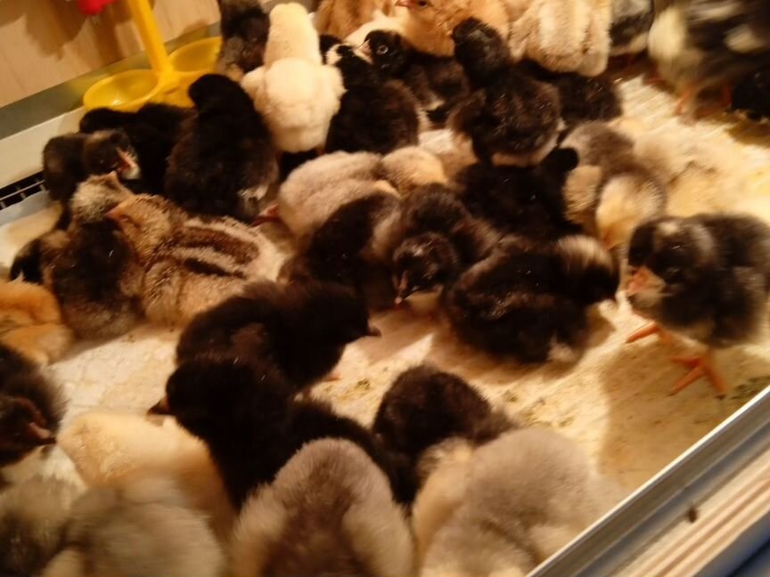 Цыпленок суточный Михеленская кукушка