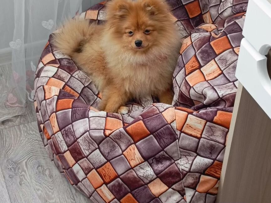 Продам маленькую собаку