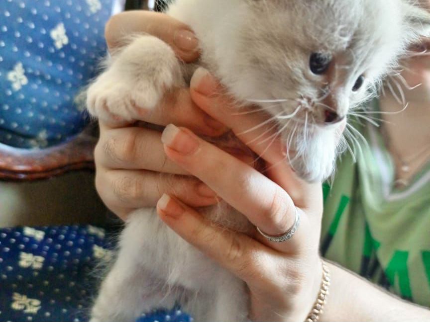 Порода сибирская кошка