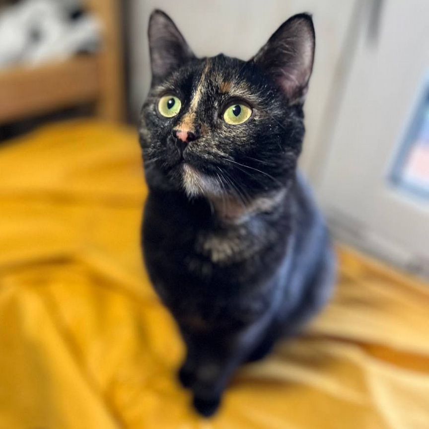 Взрослая, кошка в добрые руки