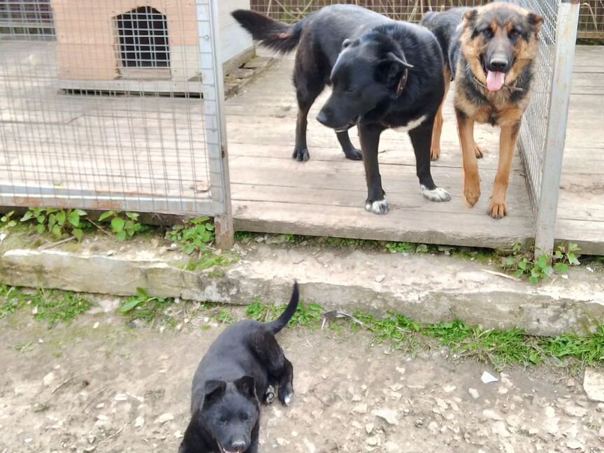 Отдам в добрые руки